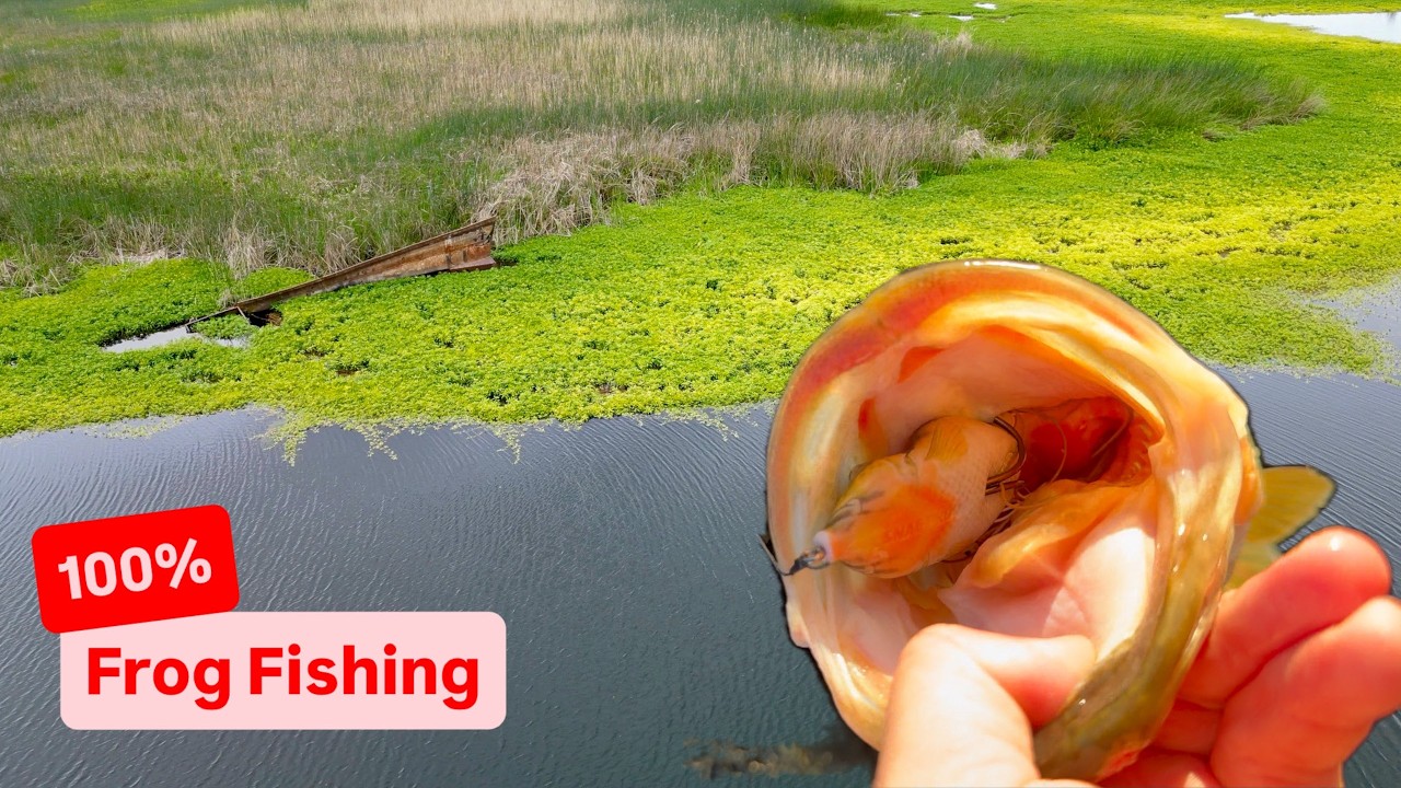 Throwing a Frog in a California Jungle 