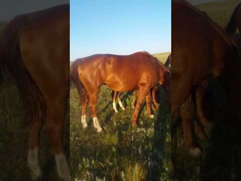 2017 Little Catstep mare group & colts!