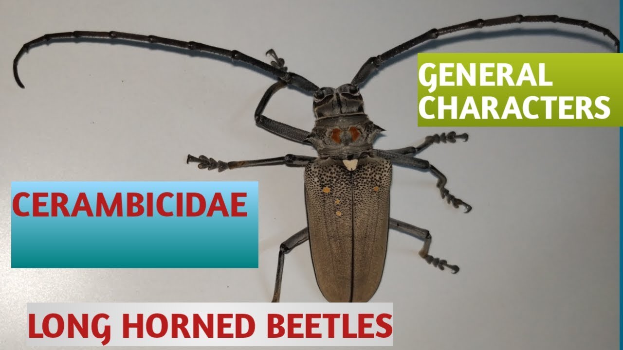 Cerambycidae || Longicorns || Long horned beetles || Round headed borers