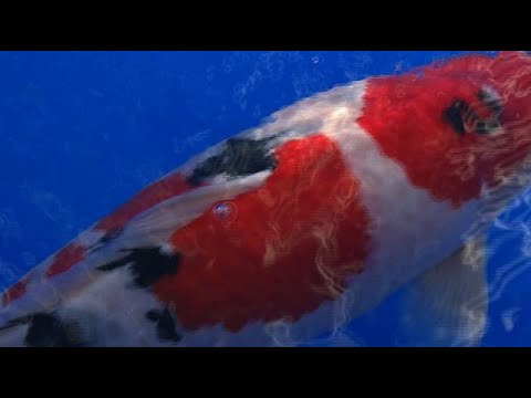 Koi story: priceless Japanese fish make a splash