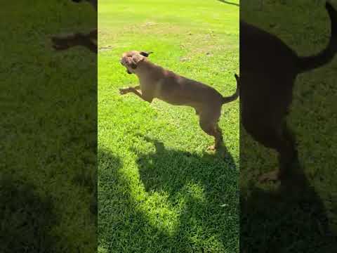 Video of adoptable pet named Mr. Wiggles