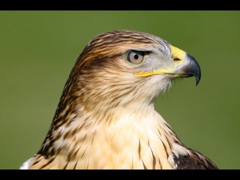 Falconry: Ferruginous- hawk or eagle? #wildlife #falconry