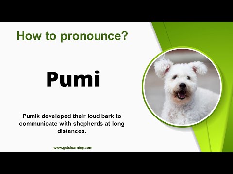 How to pronounce Pumi in English correctly