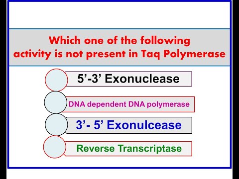 Taq DNA Polymerase activities: