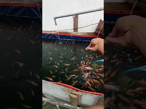 Budidaya ikan nila di kolam terpal sistem sirkulasi
