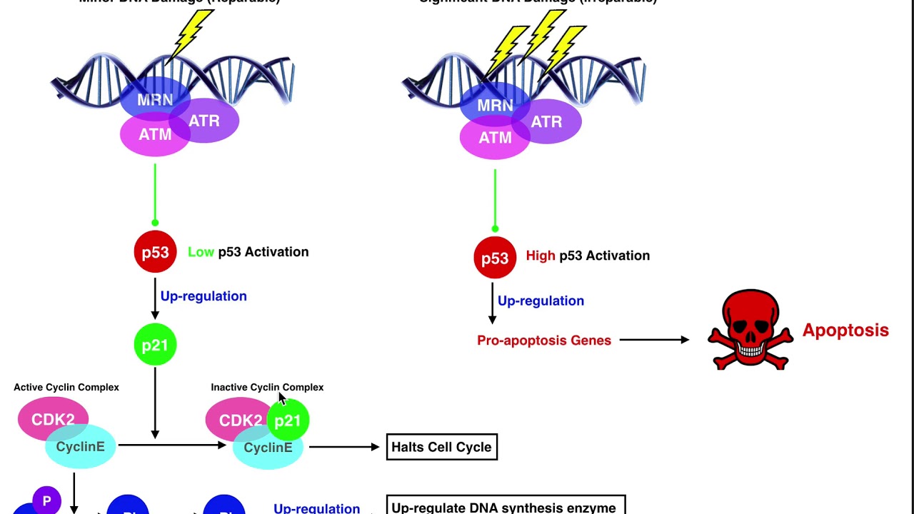 The DNA Damage Response | Repair the DNA or Commit Apoptosis?