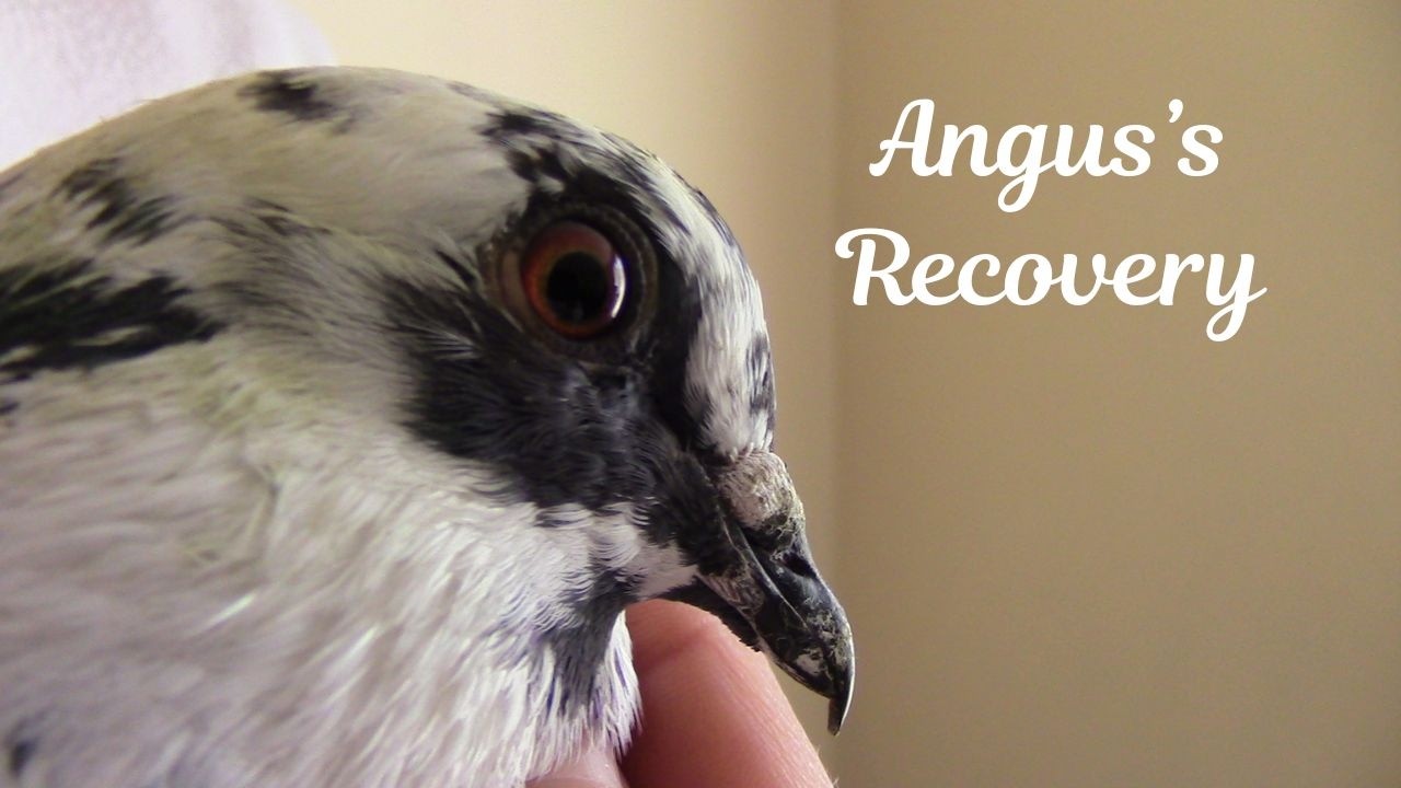 Angus's Recovery
