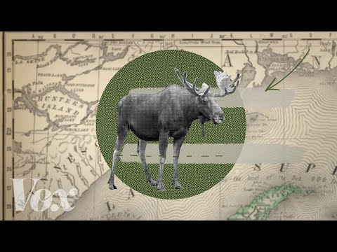 What’s killing Minnesota’s moose?
