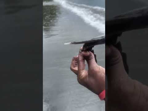 Stingray Barb Up Close!😨 #stingray #shorts