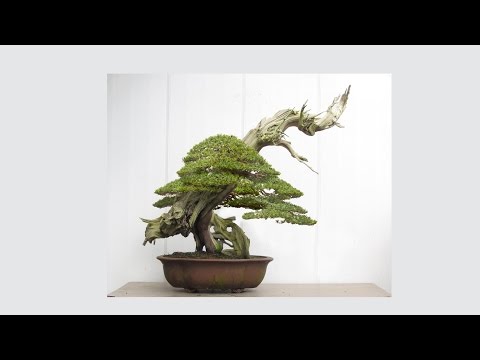First Styling of the BIG Yew including Time Lapse Video | Bonsai ...