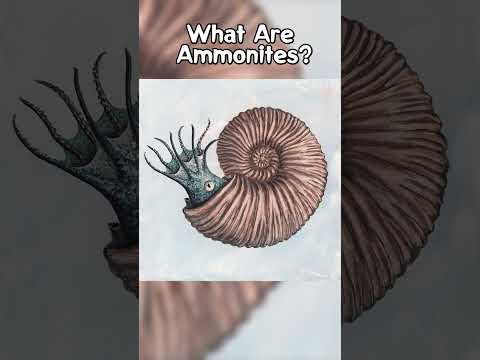 What Is An Ammonite? #shorts
