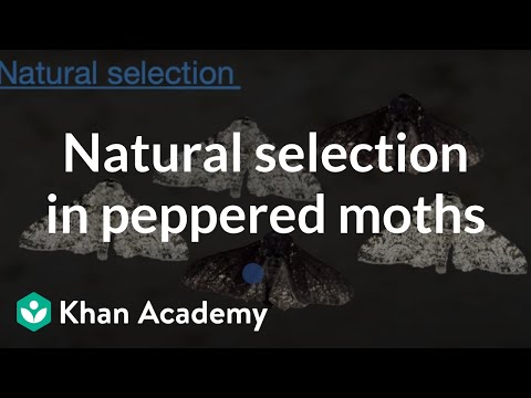 Natural selection in peppered moths (video) | Khan Academy