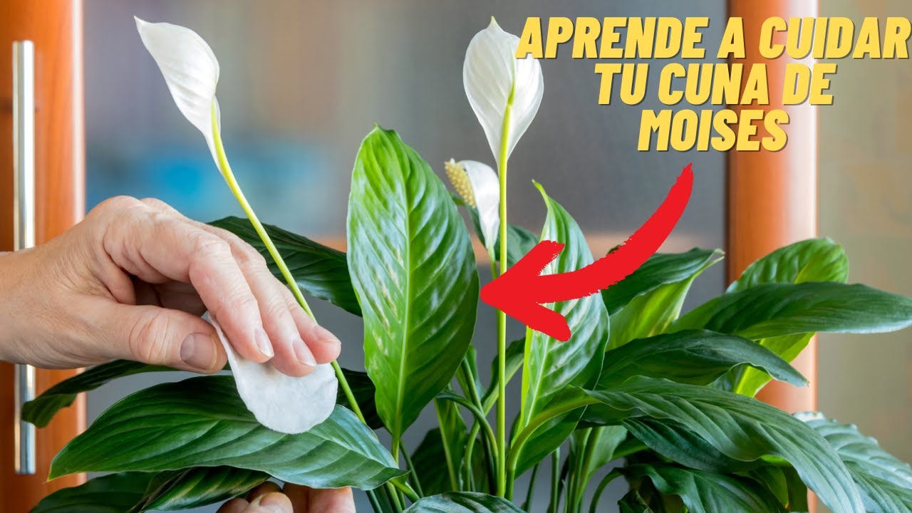 Como Salvar Cuna De Moises Para Que Nunca Se Te Muera!