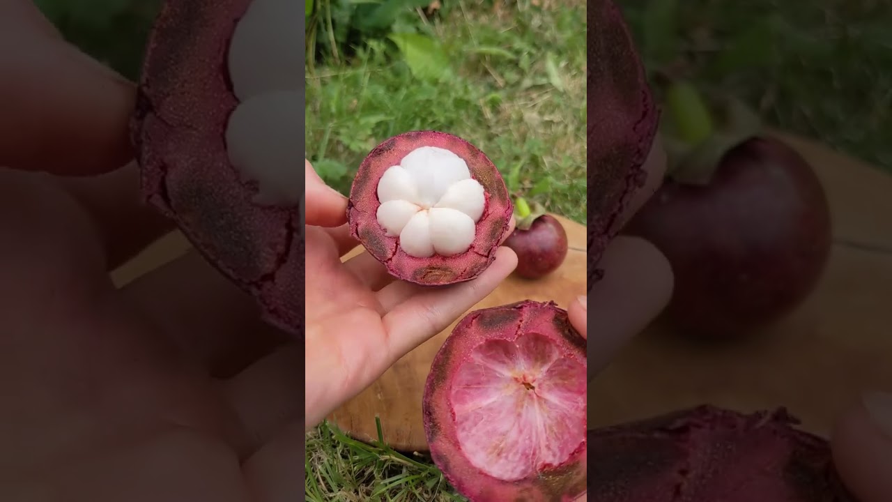 La reine des #fruits : le #mangoustan 👑