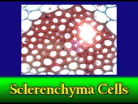 Plant and Animal cell (Pictures)