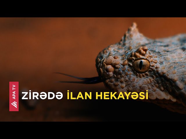 Zirədə bağlanan kombinatdan yoxa çıxan ilan zəhəri: 20 milyonluq ...