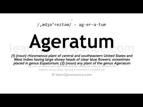 Pronunciation of Ageratum | Definition of Ageratum