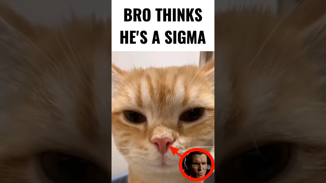 Sigma cat 🗿😺