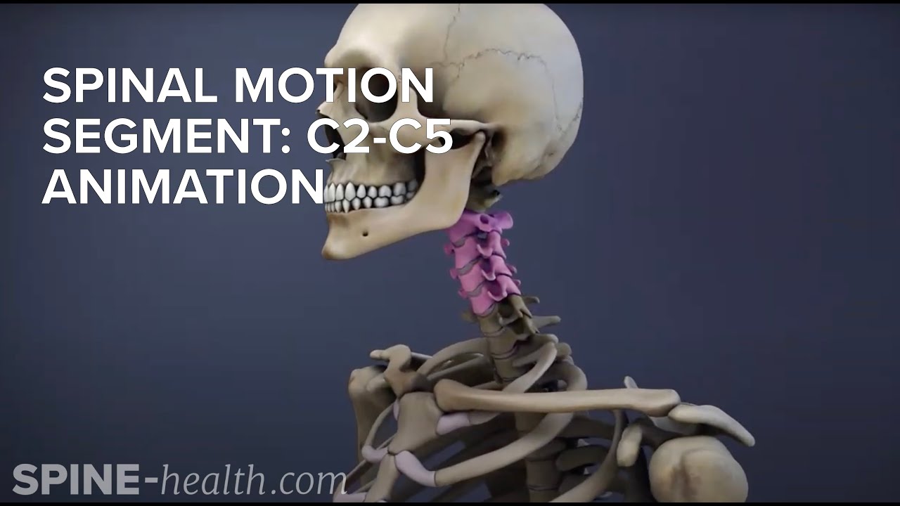 Spinal Motion Segment: C2-C5 Animation