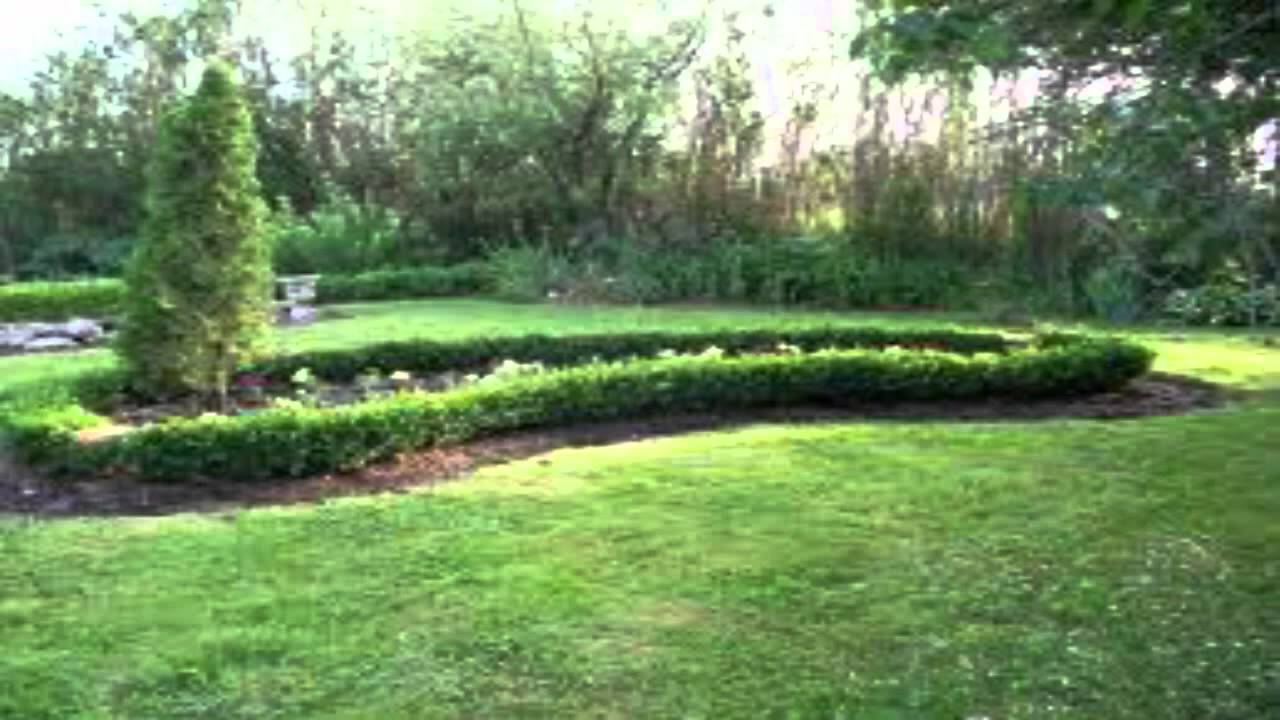 Dwarf English Boxwood For Sale