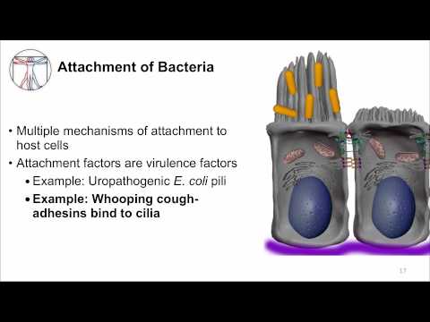Intro to Micro: Colonization