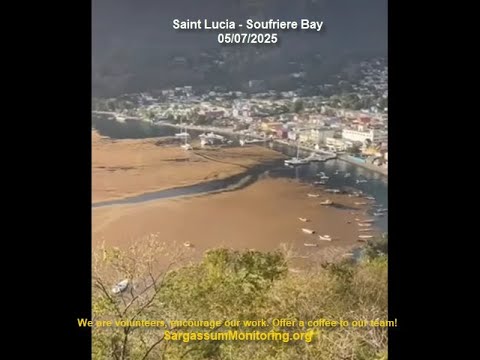 🌿🌊SARGASSUM ARRIVAL ALERT 2025 - 👉 Saint Lucia - Soufriere Bay