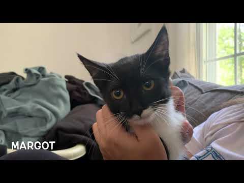 Cat for adoption - Bette Davis & Margot (they need an angel!), a Tuxedo ...