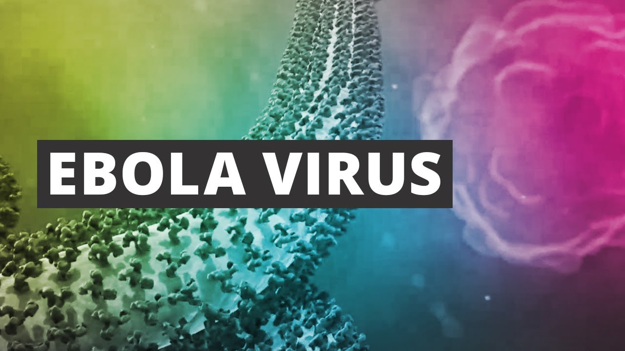 High Quality 3d Model of the Ebola Virus. #3dAnimation of #ebolavirus made in #medicalvision house.
