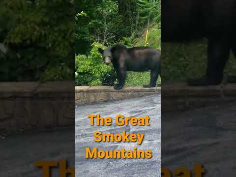 The Great Smokey Mountains Black Bear Visits Vacation Cabin Gatlinburg TN #BlackBear #Gatlinburg #TN