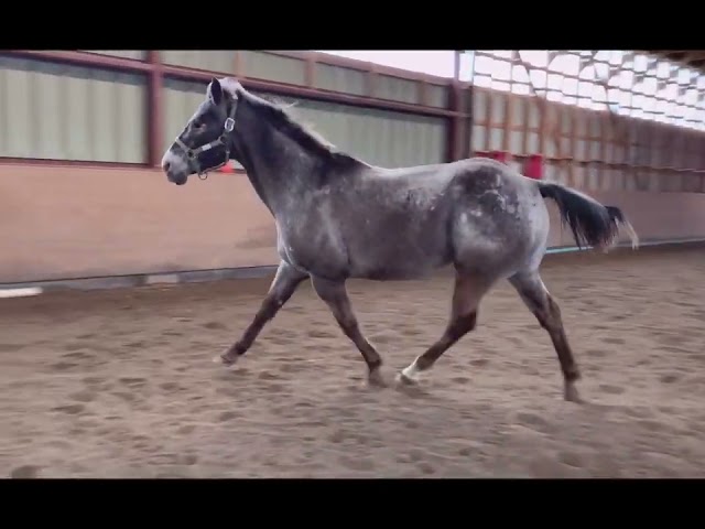Restart Project Appaloosa Horse | Horses & Ponies for Rehoming ...