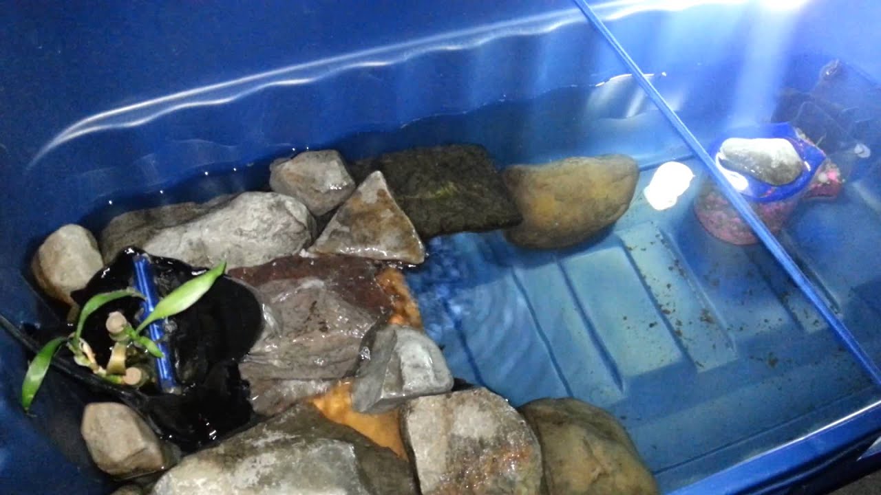 Common snapping turtle care (advanced)