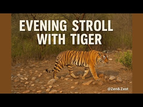 Evening stroll with Tiger ๐
| Jim Corbett National Park | Zen&Zest