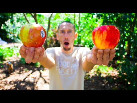 Store Bought Apples VS Home Grown, This is NOT What I Was Expecting!