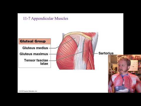 Unit 7 Muscle Anatomy Appendicular Muscles Notes