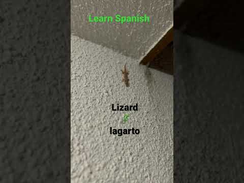 Lizard 🦎 in Spanish #learnspanish #español #vocabulary #education #language #foreign #skills