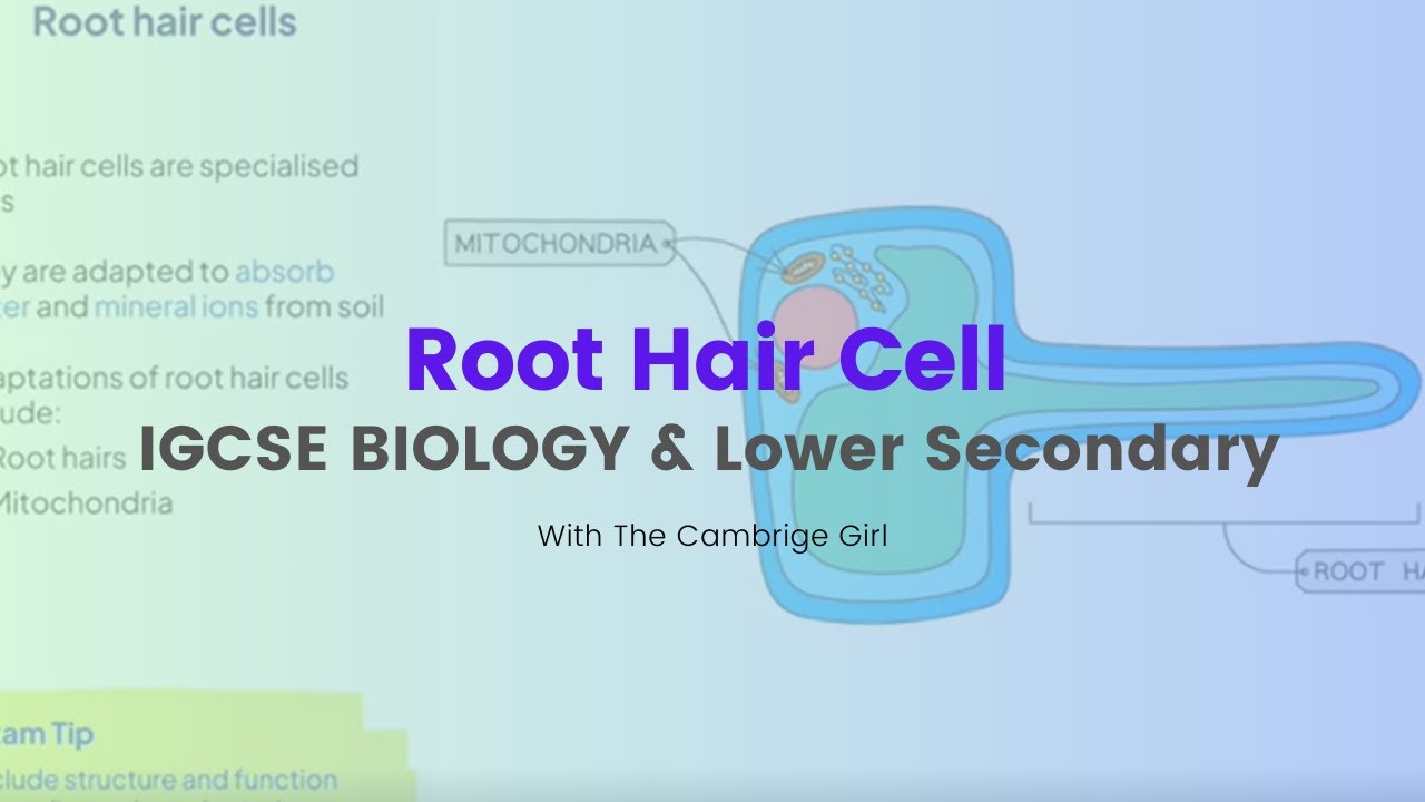 Root Hair Cell IGCSE Biology & Lower Secondary  @thecambrigegirl
