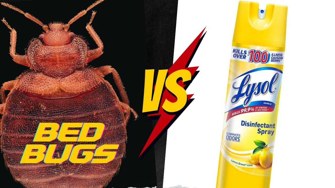 How to Use Lysol To Kill Bed Bugs FAST !