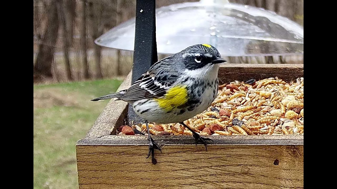 Yellow Rumped Warbler male