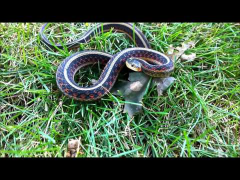 Red-sided Garter Snake