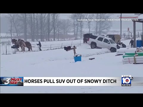Police horse helps pull SUV out of ditch