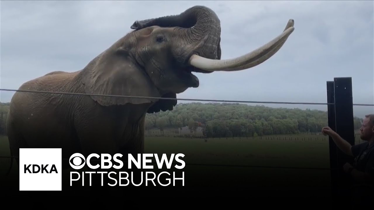 International Conservation Center works to protect and preserve elephants
