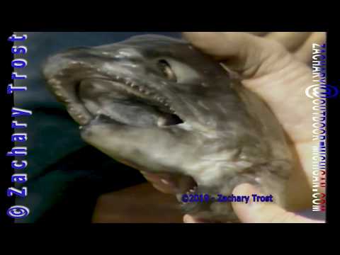 Chinook Salmon with two Jaws 1978-09-25