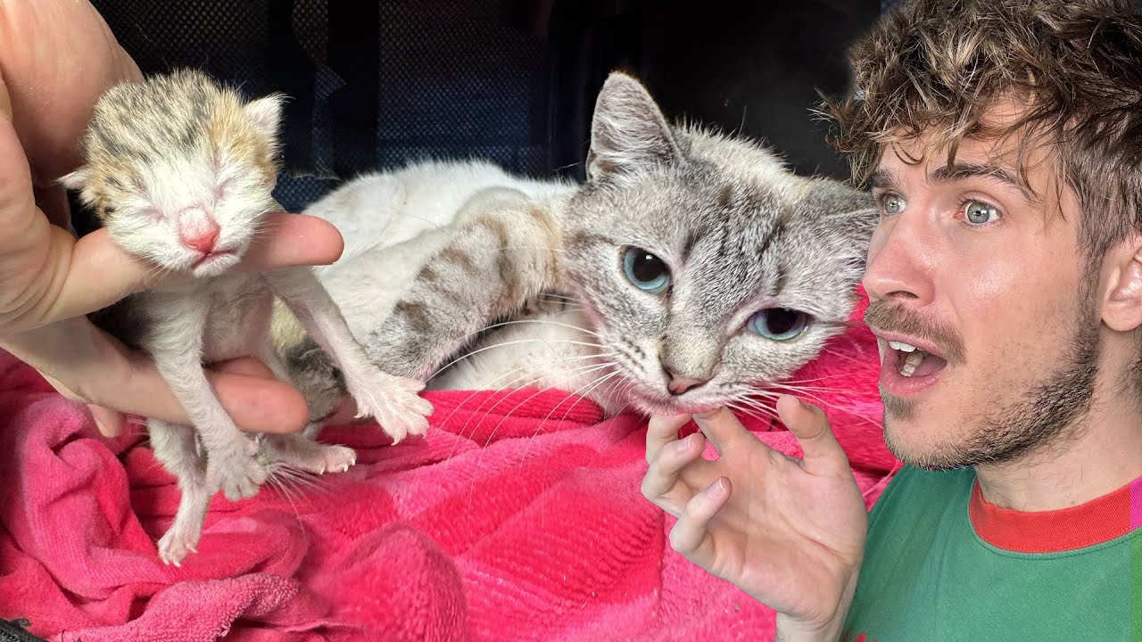 My Rescue Cat Gives Unexpected Birth to Kittens!