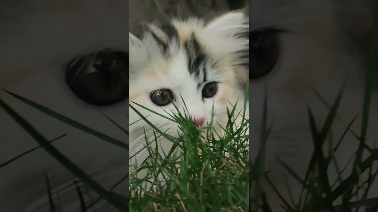 HELA❤️🤌#shorts #youtubeshorts #viral #viralshorts #viralvideo #persian #persiancat