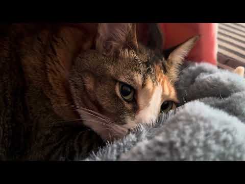 Why do cats like to sleep wrapped in a blanket