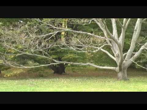 Chen Tai Chi Chuan Cannon Fist (Pao Chui) by John Michael Vincent Hanson