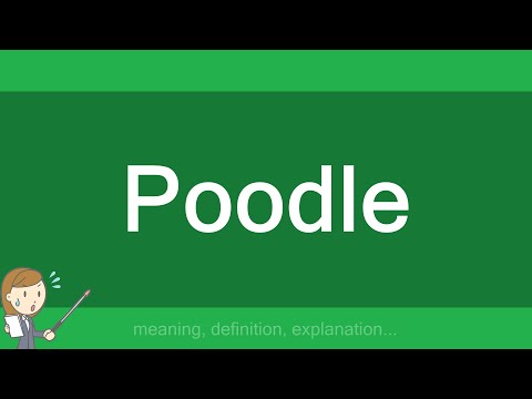Poodle