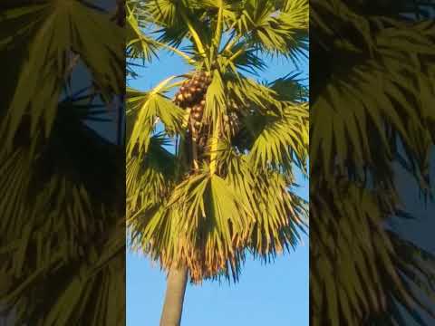 Female Toddy Plant #Tad ka Ped #toddy plant #Palm tere