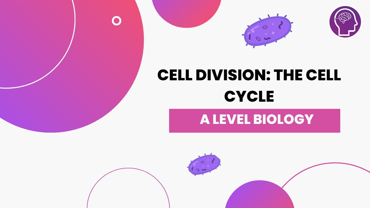 Cell Division: The Cell Cycle | A Level Biology | OCR, AQA, Edexcel