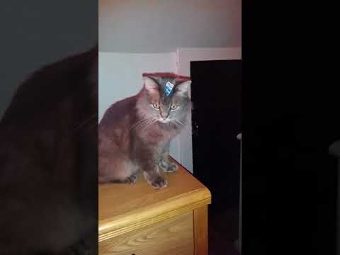 Steam Community :: Video :: Issa Cat